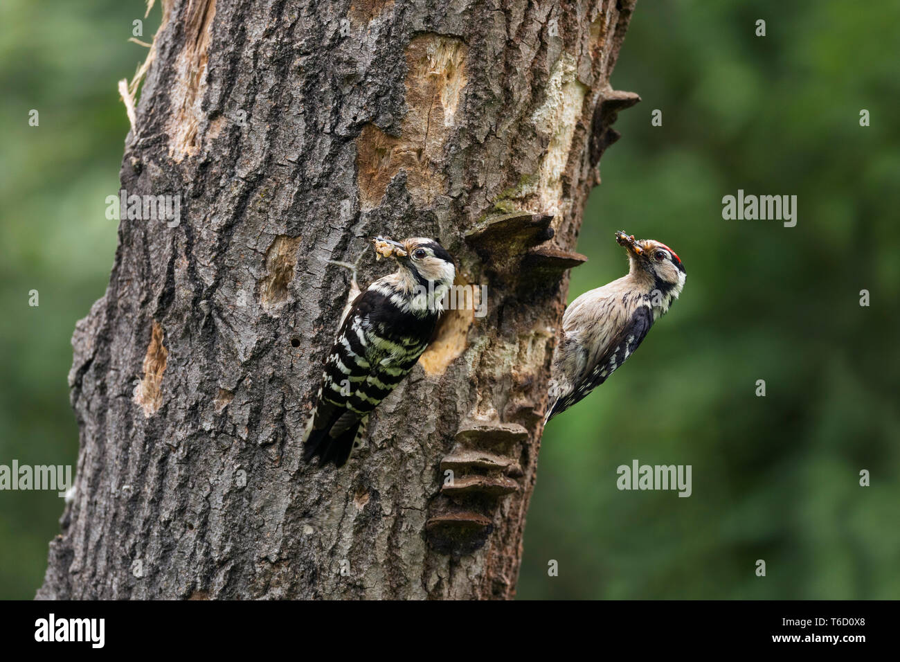 Lesser Spotted Woodpecker; Dryobates minor; Pair With Insects at nest ...