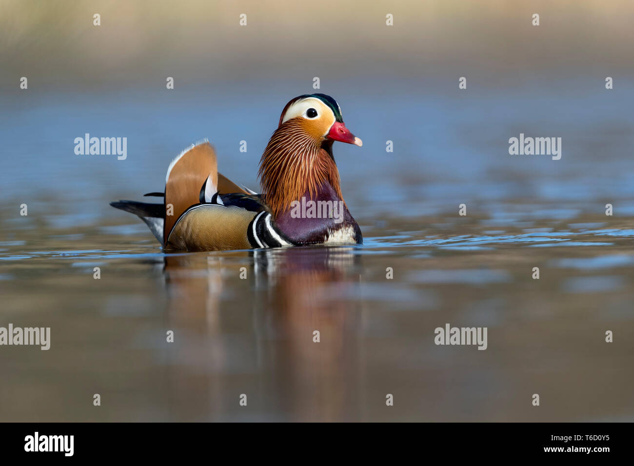 Mandarin Drake; Aix galericulata; Devon; UK Stock Photo - Alamy