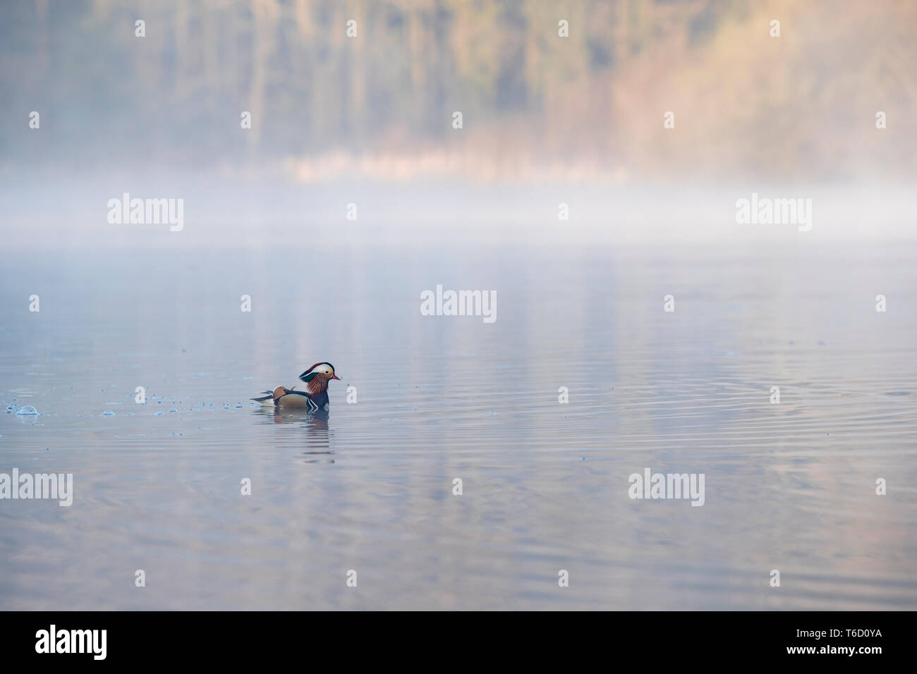 Mandarin Duck; Aix galericulata; Drake; Mist; Stover Country Park ...