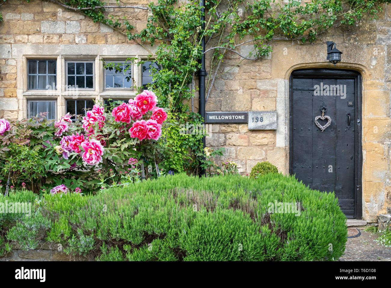 Pink tree peonies hi-res stock photography and images - Alamy
