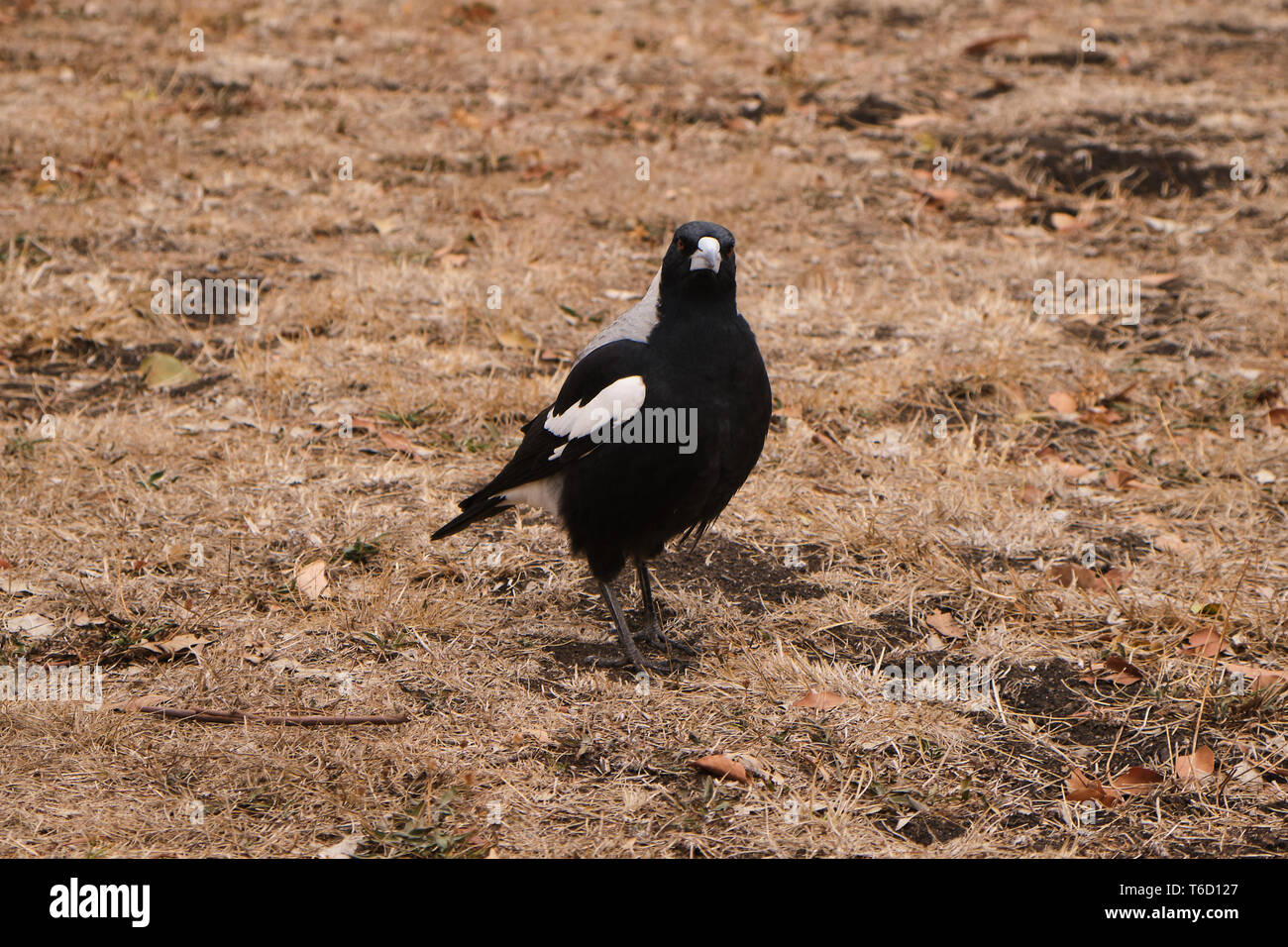 Magpies bird hi-res stock photography and images - Alamy
