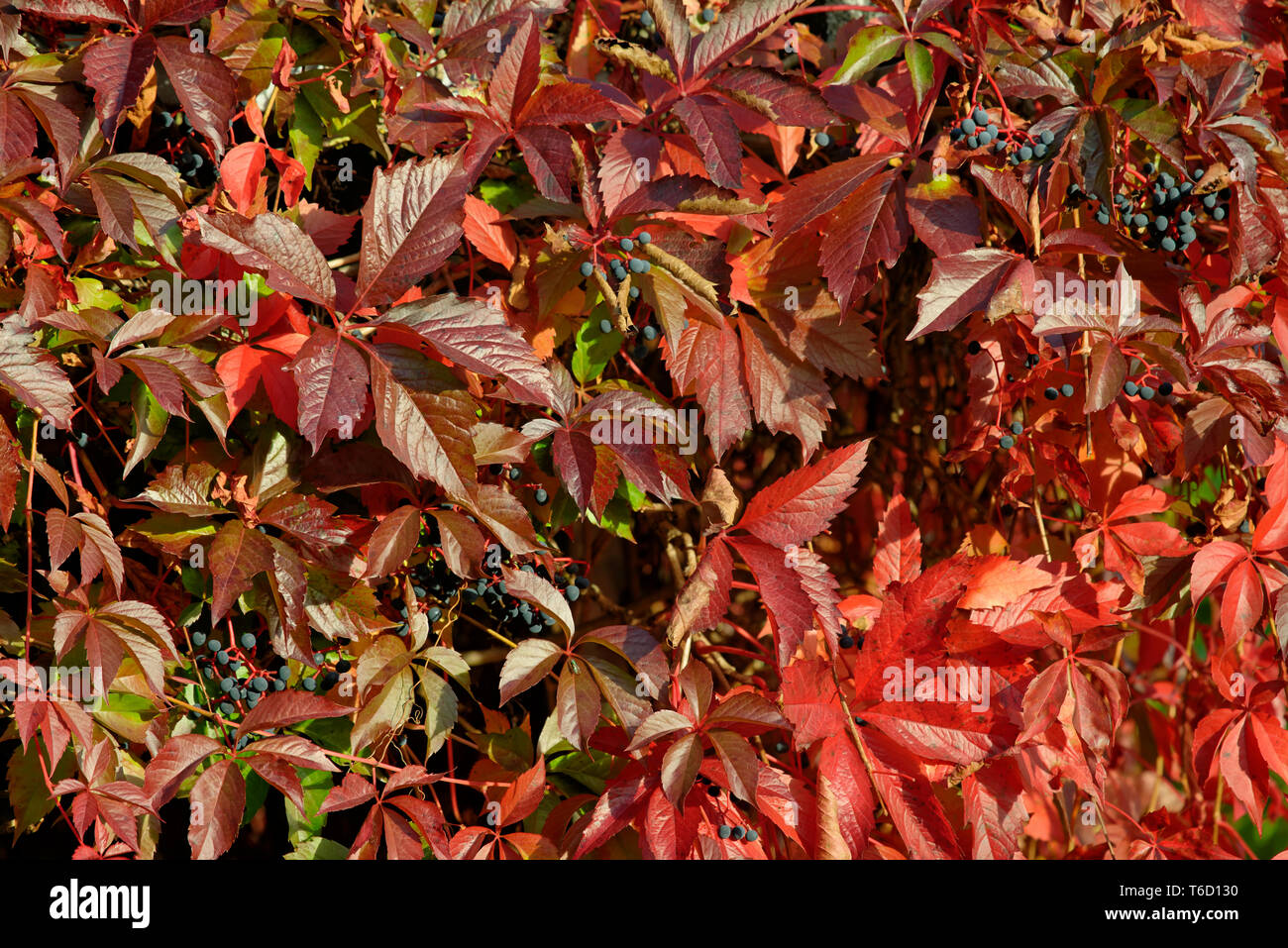 Virginia creeper garden hi-res stock photography and images - Alamy