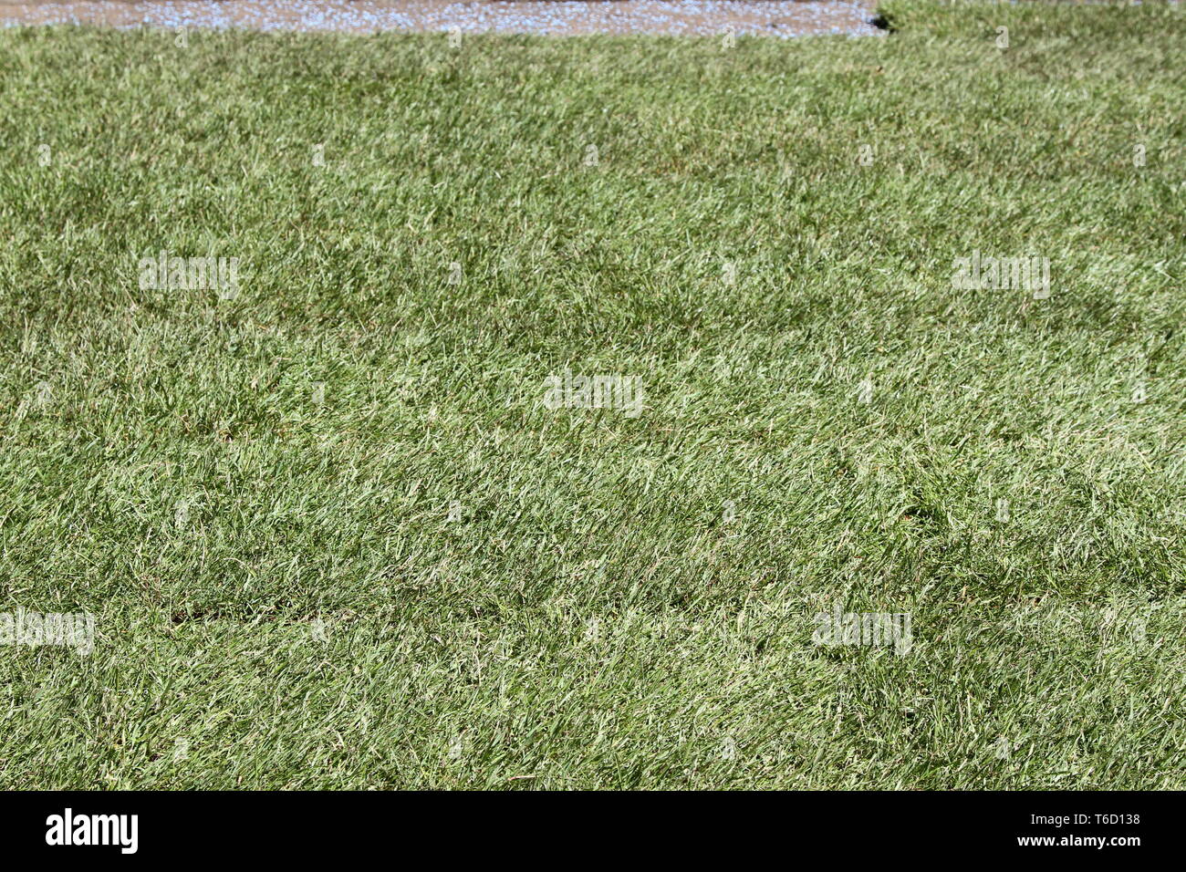 Lay turf roll Stock Photo - Alamy