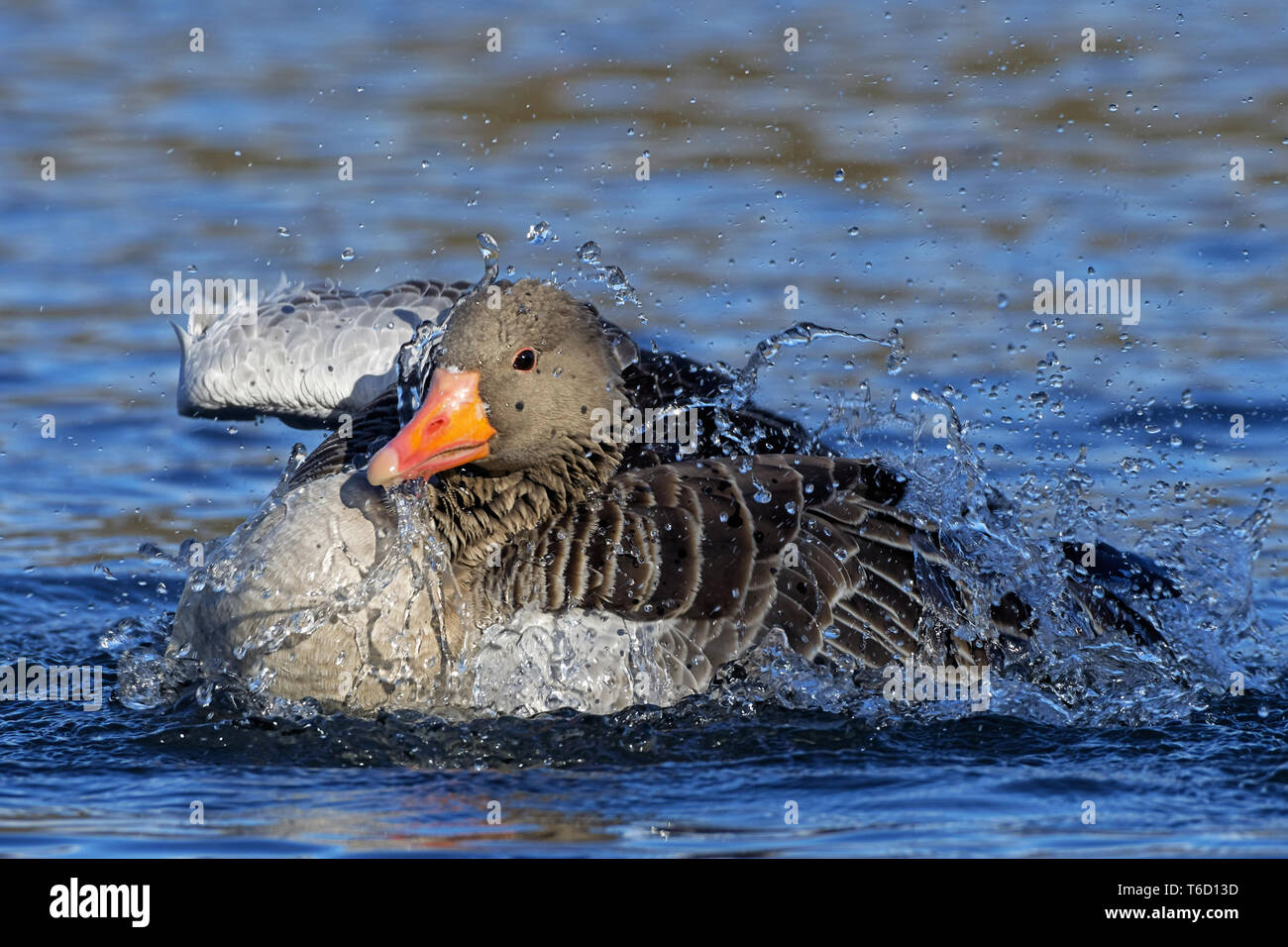 grey goose bathing Stock Photo - Alamy