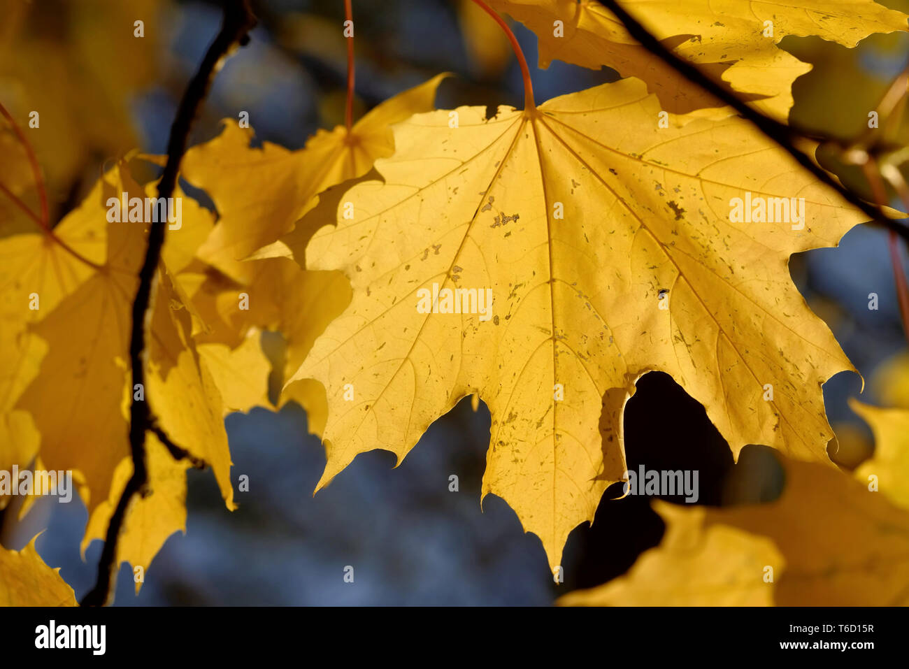 maple leaves in autumn Stock Photo - Alamy