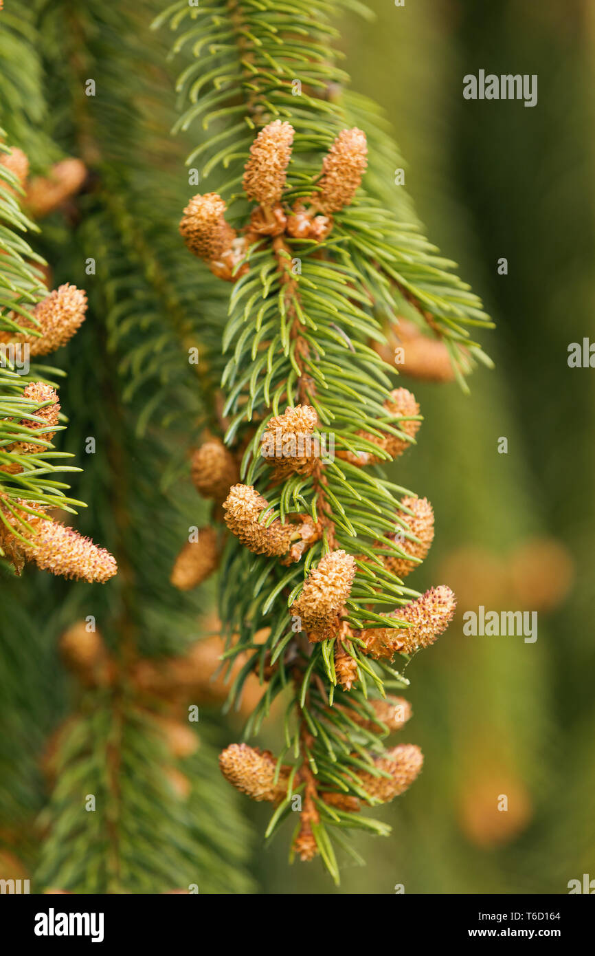 Pine cone development hi-res stock photography and images - Alamy