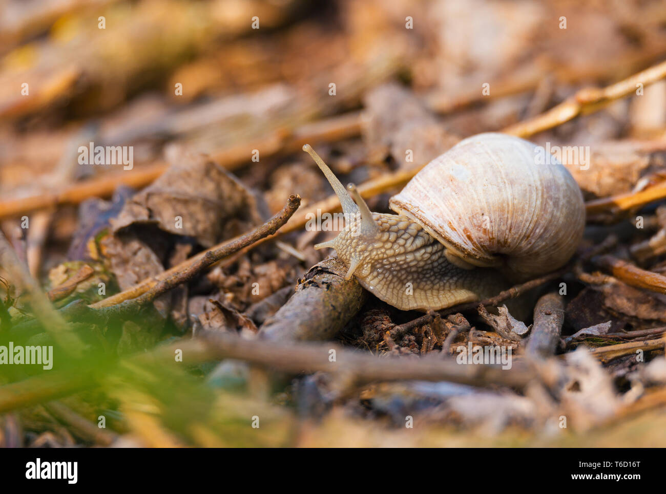 Garden snail (Helix aspersa Stock Photo - Alamy