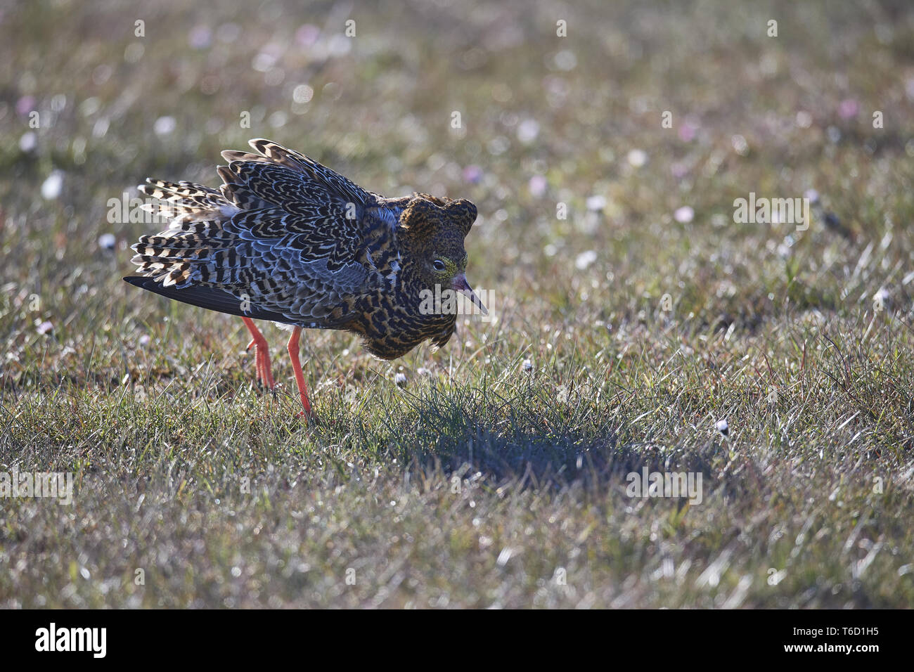 Ruff (Calidris pugnax), Europe Stock Photo - Alamy