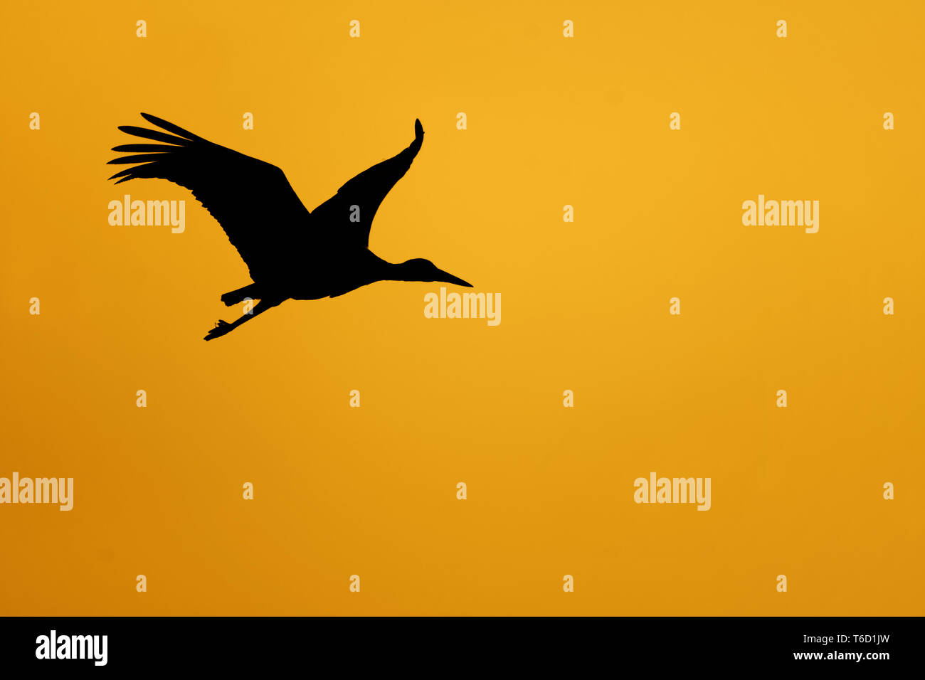 Stork baby birds in hi-res stock photography and images - Alamy