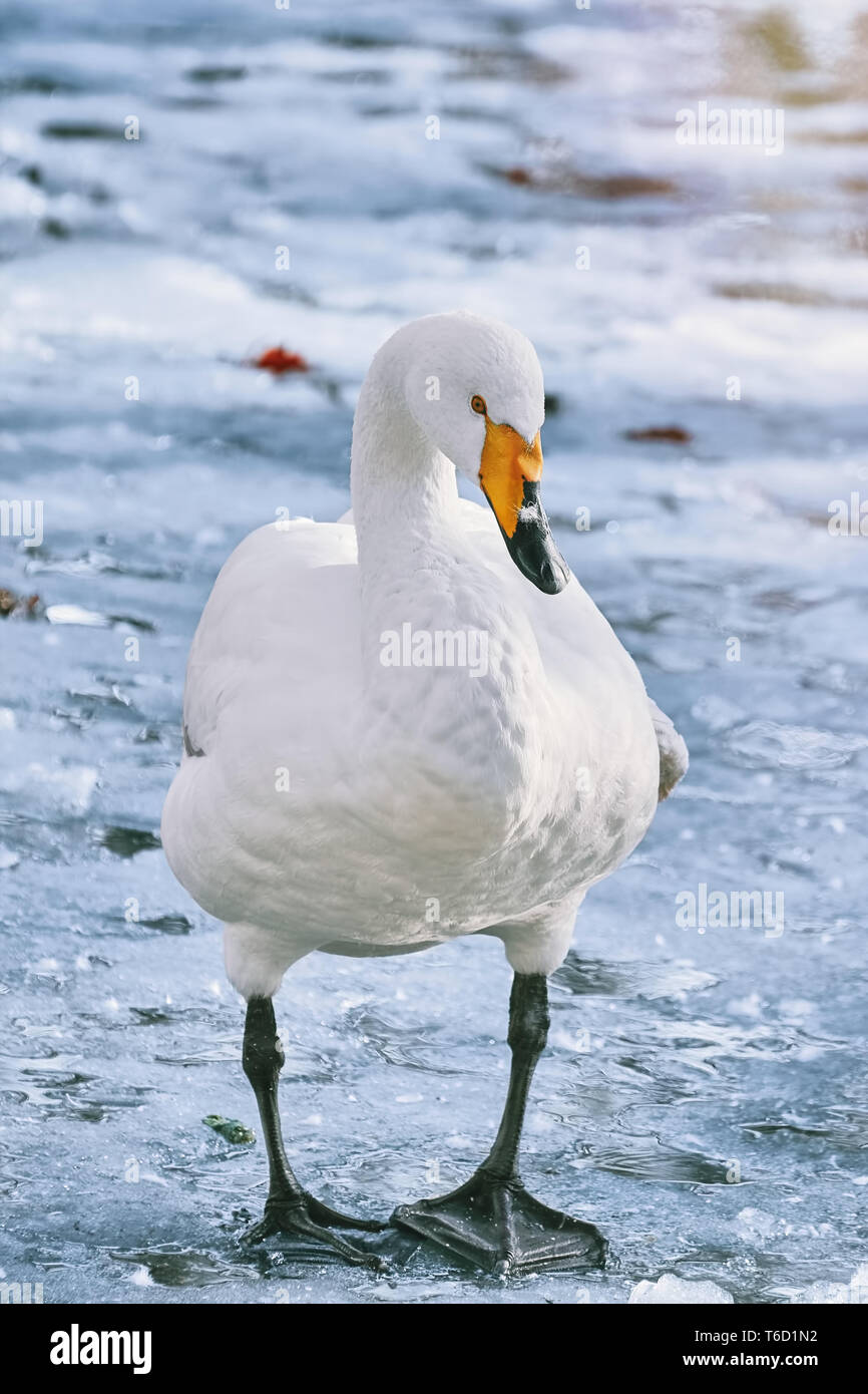Swan on Ice Stock Photo - Alamy