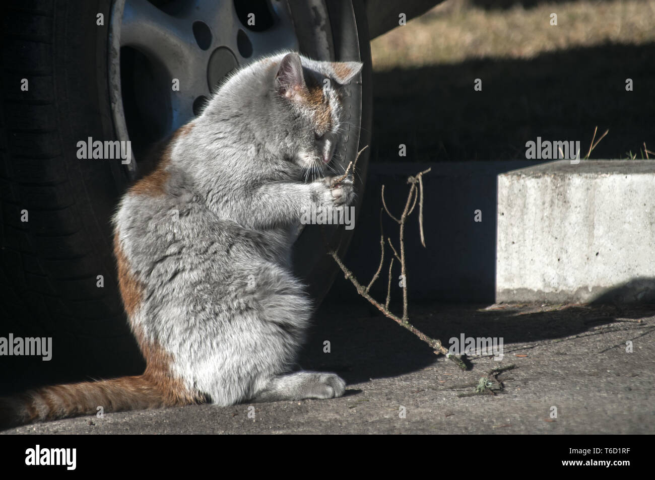 Portrait dirty homeless cat hi-res stock photography and images - Alamy