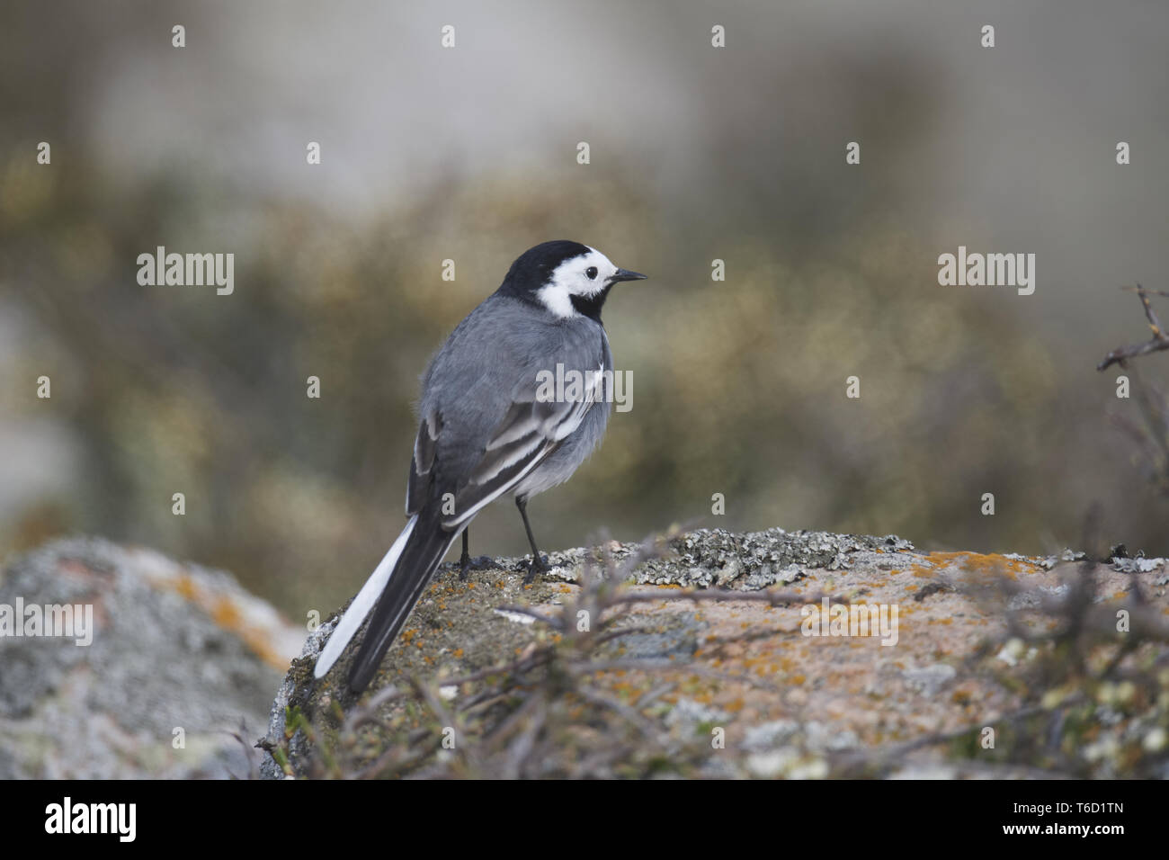 White Wagtail, Motacilla alba, Northern Germany Stock Photo - Alamy