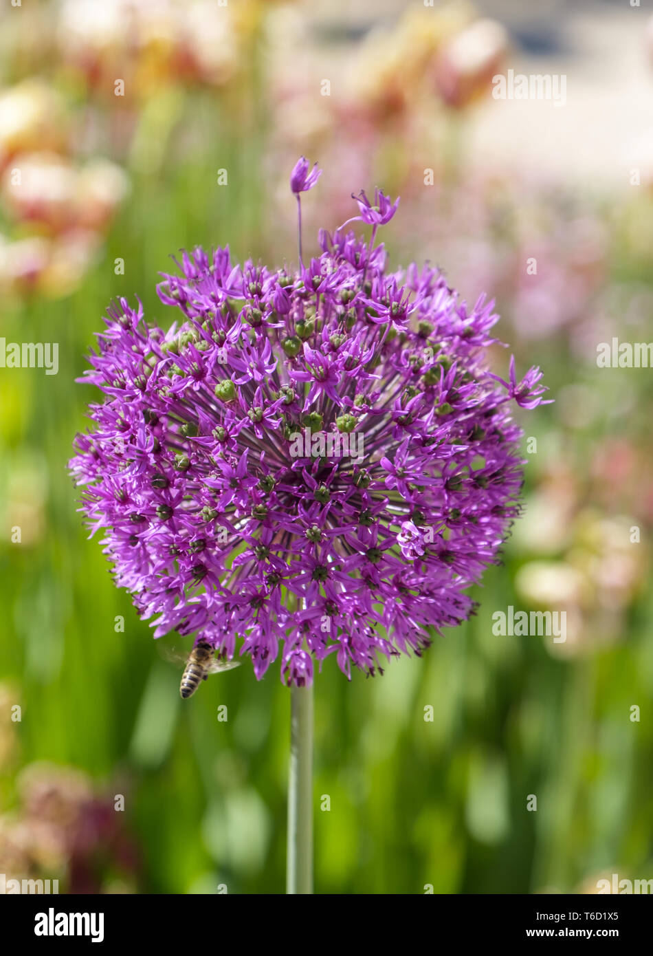 Ornamental lily hi-res stock photography and images - Alamy