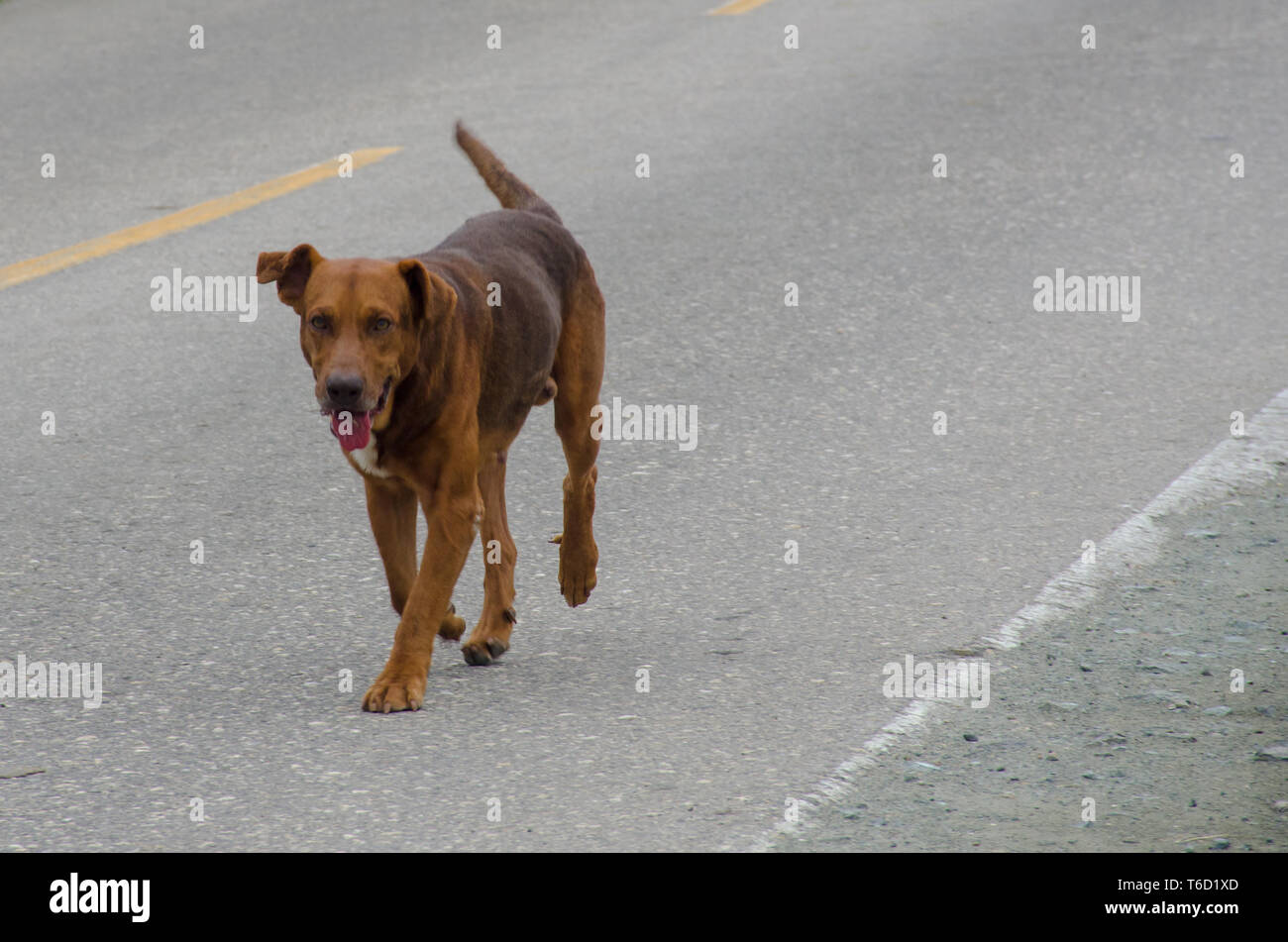 Dog on a mission Stock Photo - Alamy