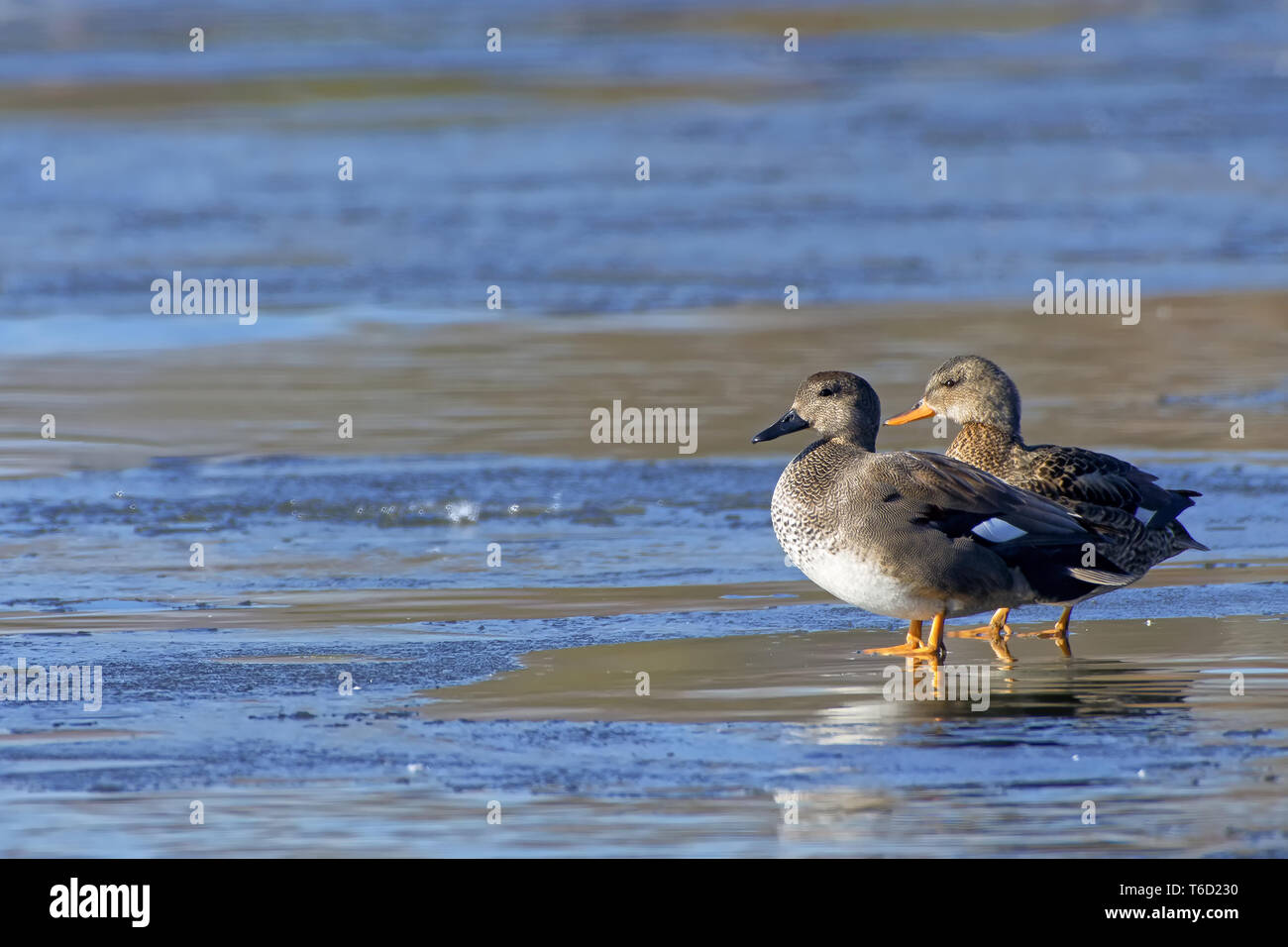 Male and female gadwall ducks hi-res stock photography and images - Alamy