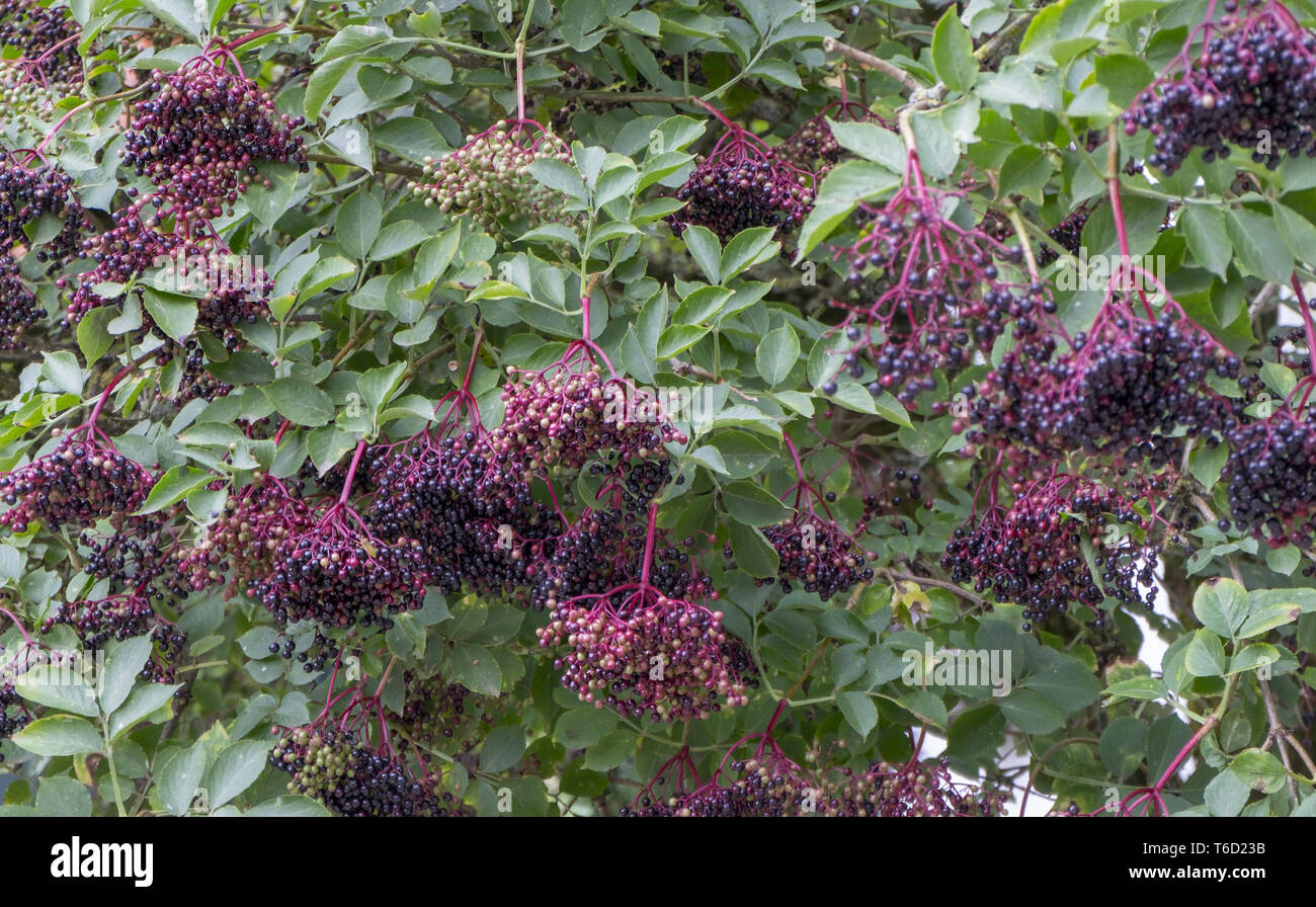 Black elder (Sambucus nigra Stock Photo - Alamy