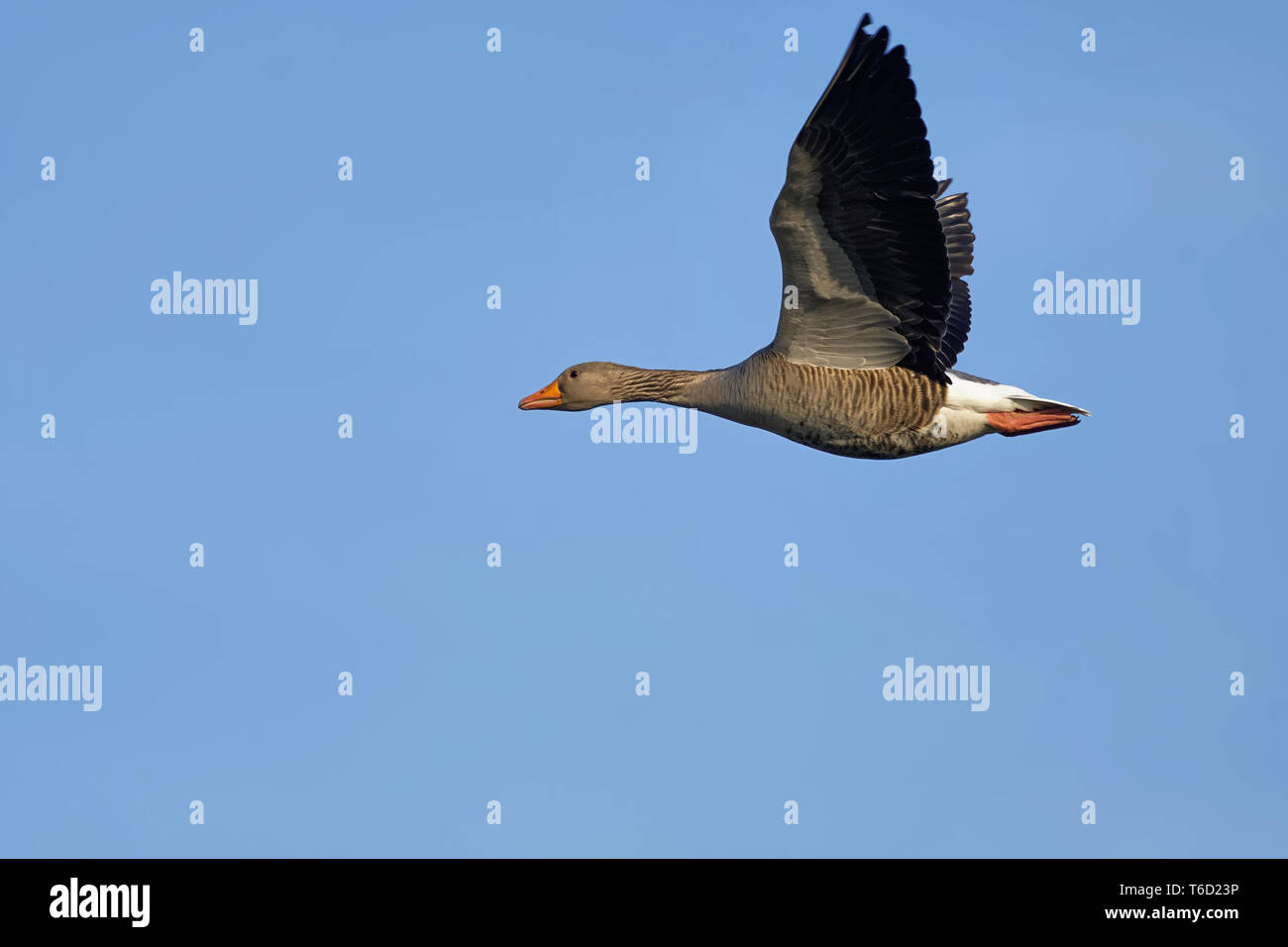 Flying start gray hi-res stock photography and images - Alamy
