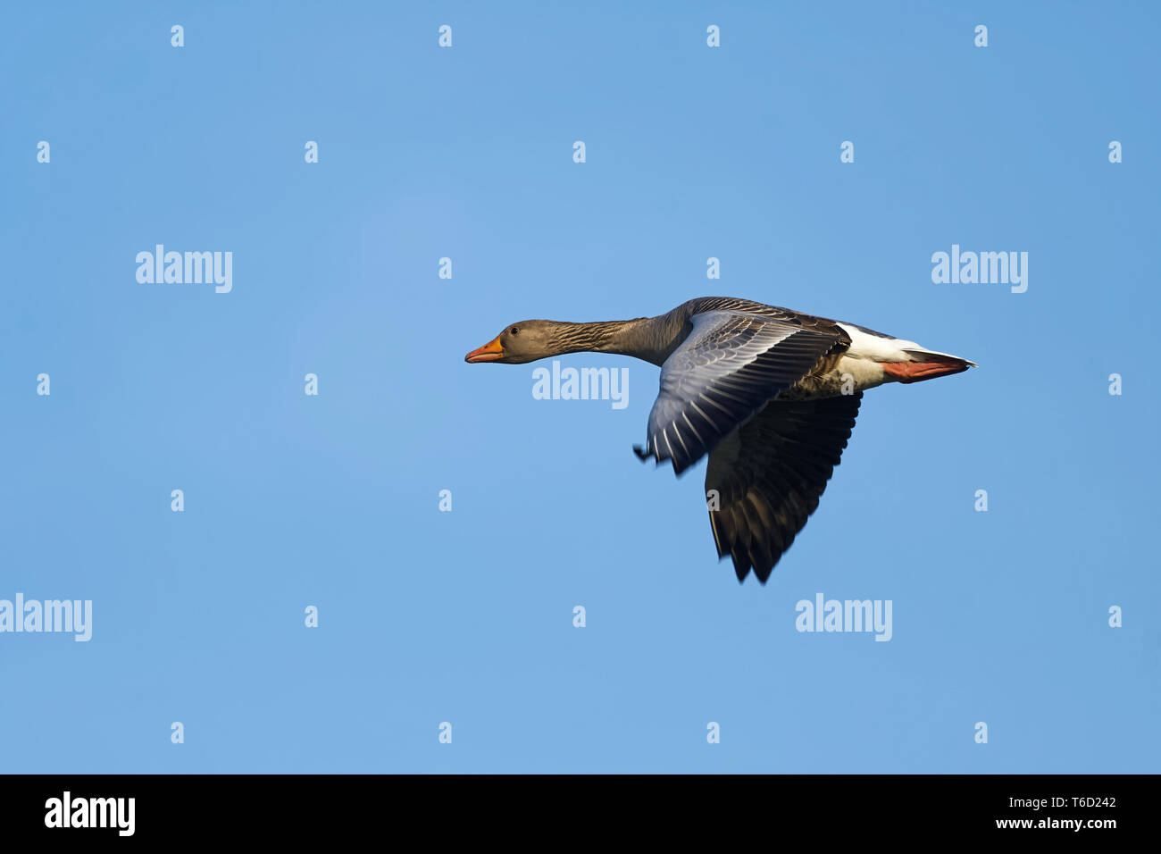 grey goose flying Stock Photo - Alamy