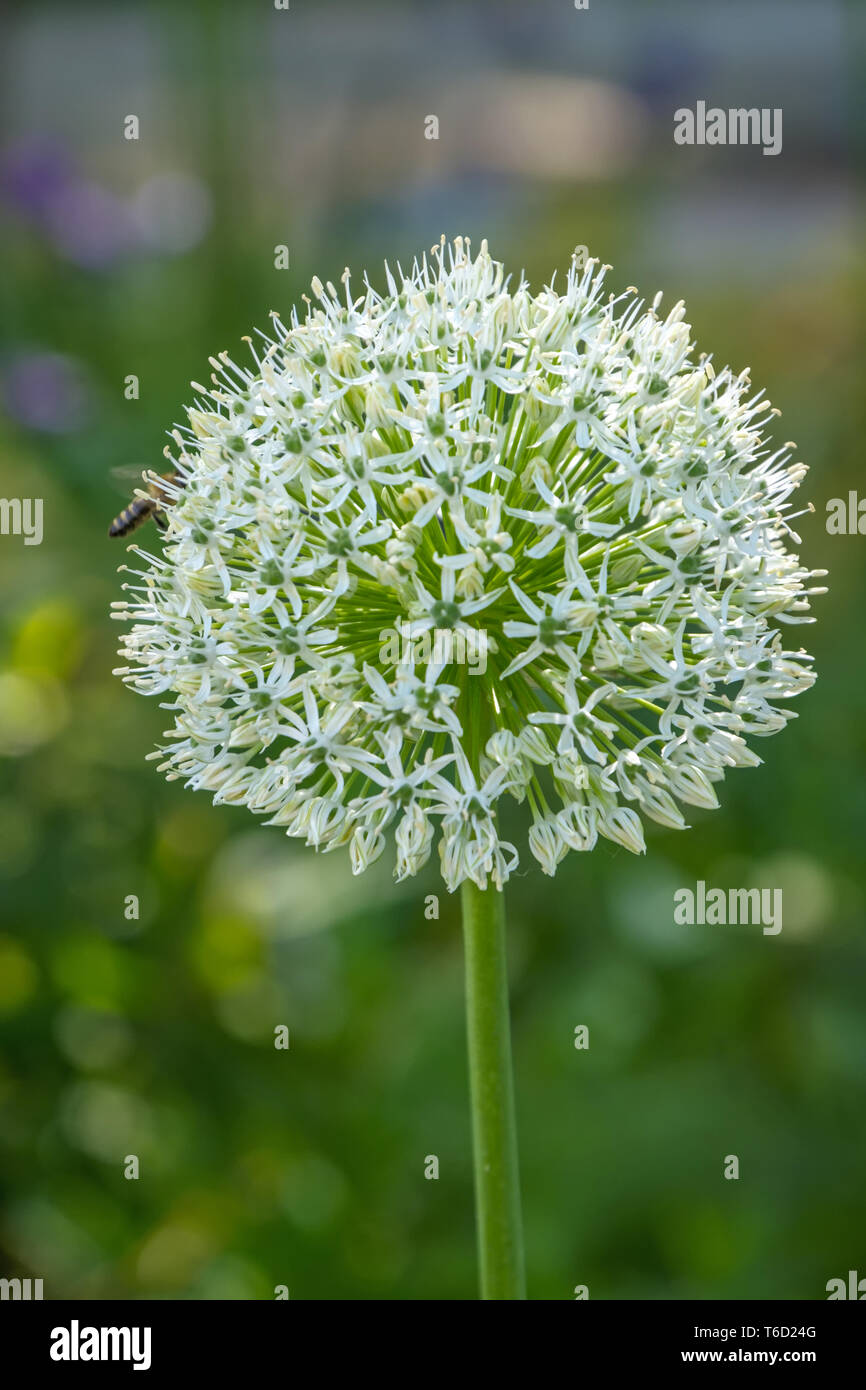 Ornamental lily hi-res stock photography and images - Alamy