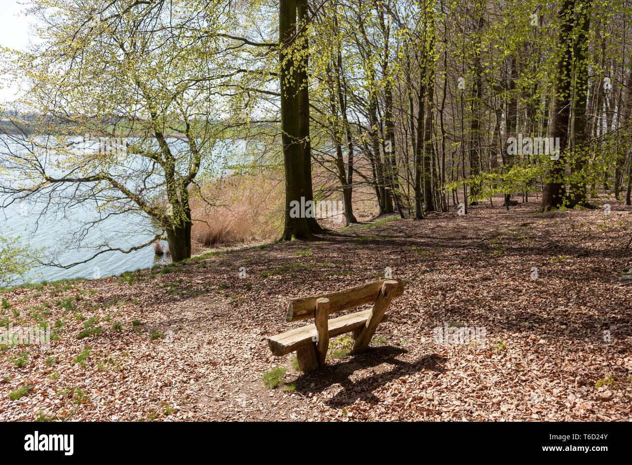 Bank in einem Wald im Frühling Stock Photo - Alamy