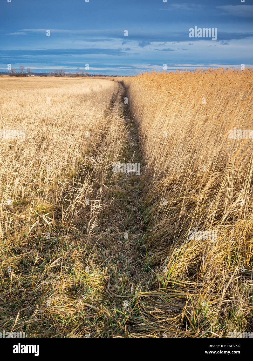 Reed path hi-res stock photography and images - Alamy