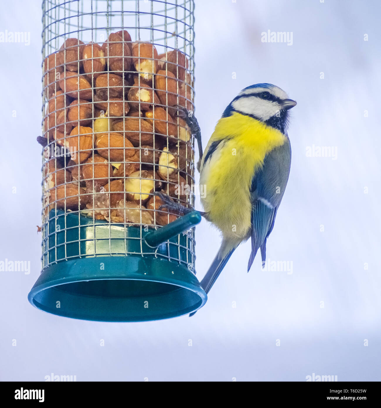Parus hi-res stock photography and images - Alamy