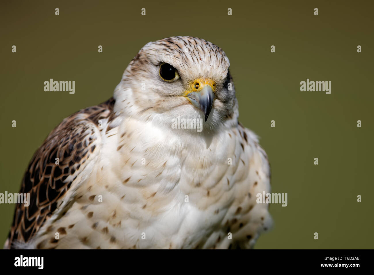 Saker falcon portrait hi-res stock photography and images - Alamy