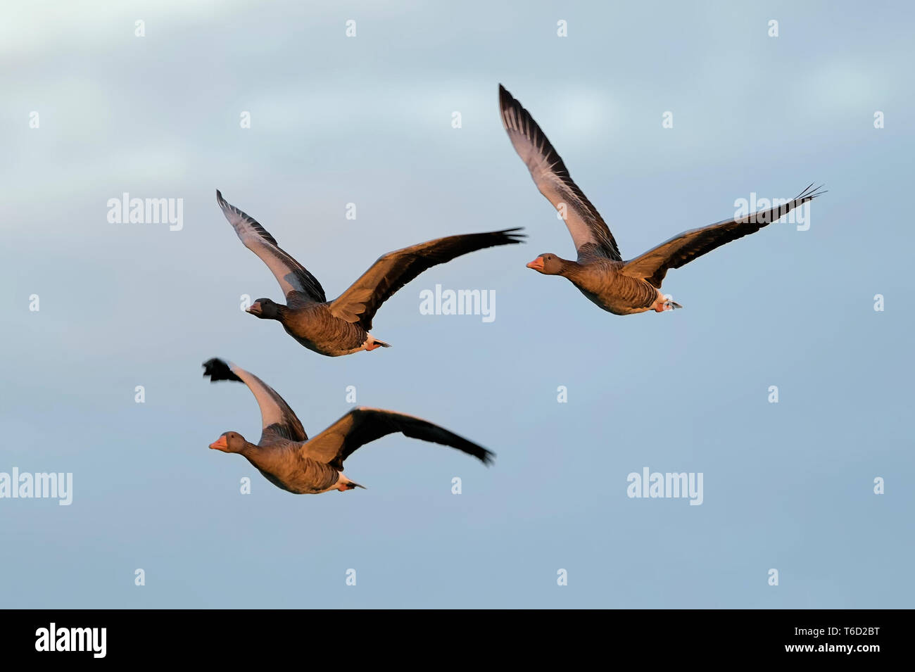 Flying start gray hi-res stock photography and images - Alamy