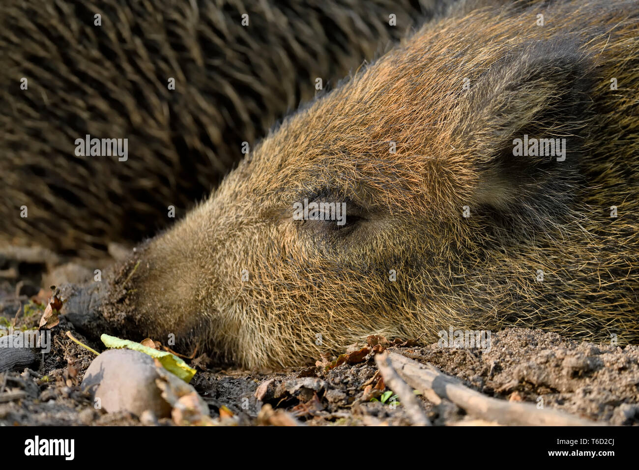 wild boar resting Stock Photo - Alamy