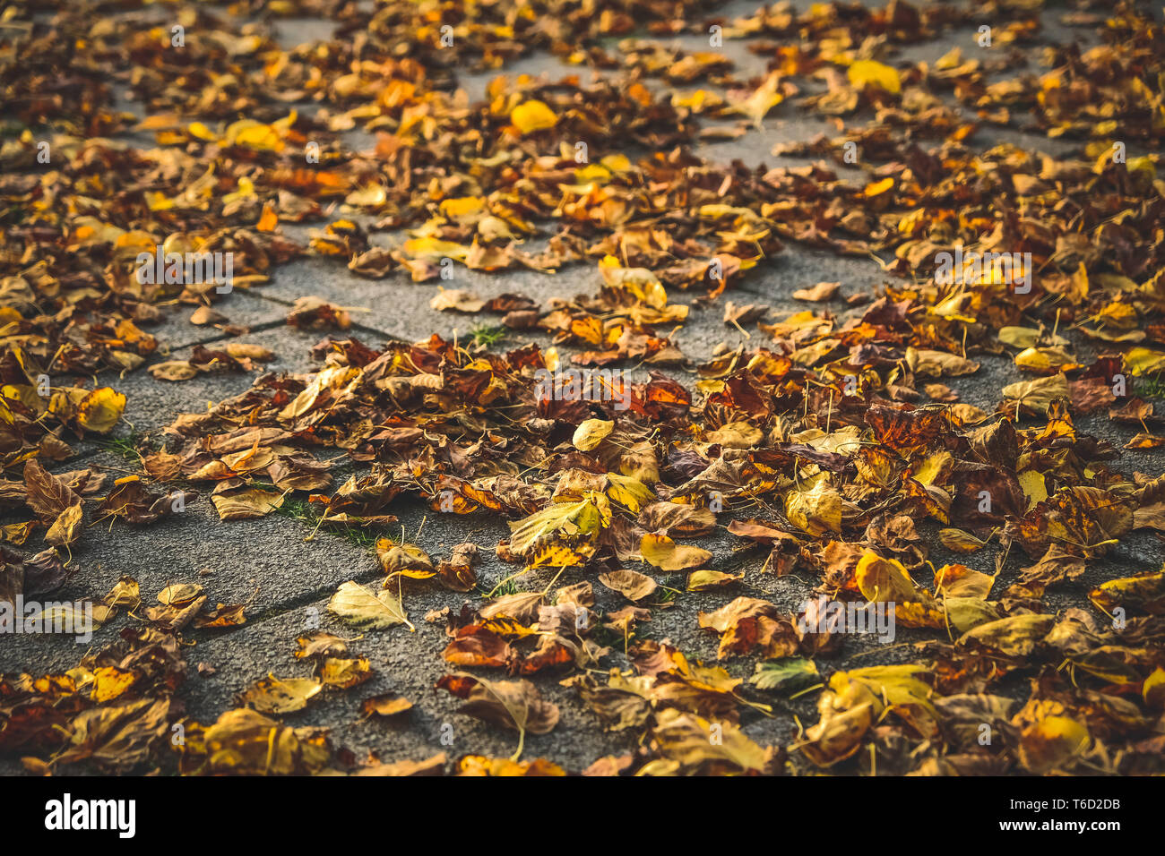 Netherlands dutch orange color hi-res stock photography and images - Alamy