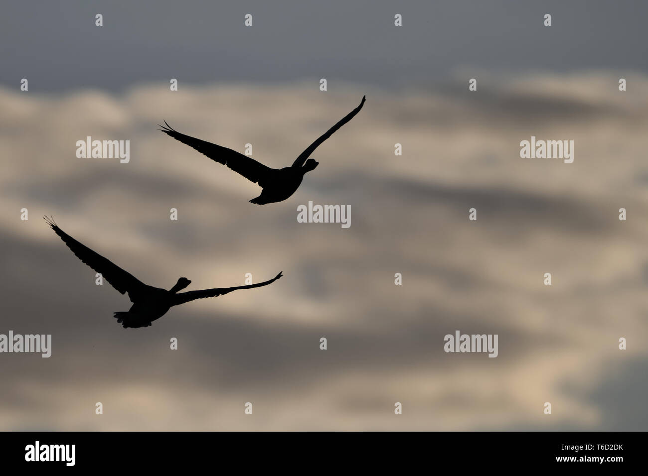 grey goose flying Stock Photo - Alamy
