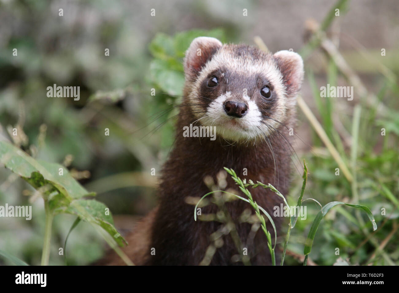 European black polecat [Mustela putorius] Stock Photo - Alamy