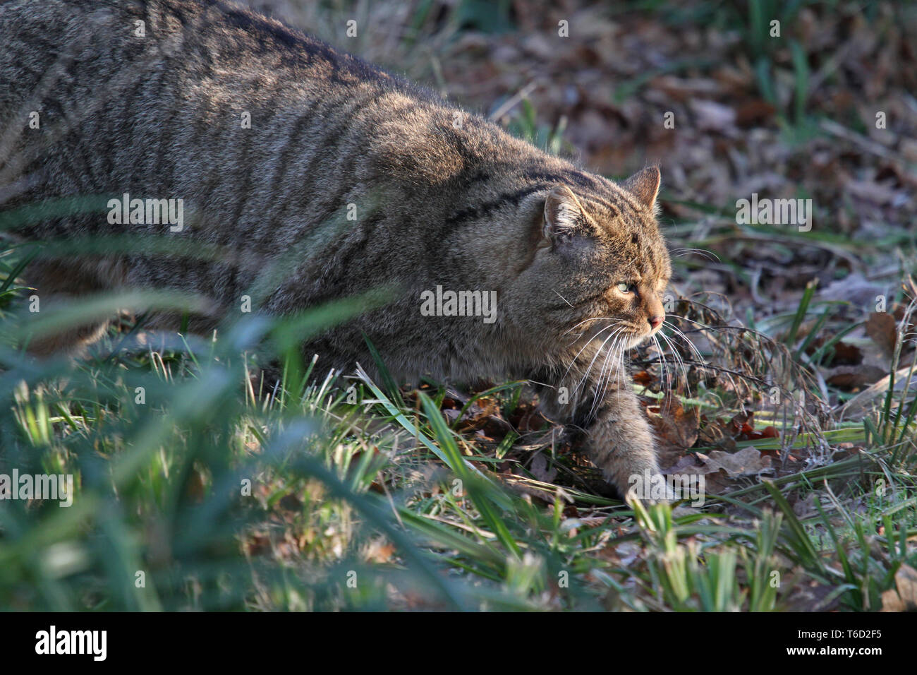 European Wild Cat, Felis silvestris, South Germany Stock Photo - Alamy