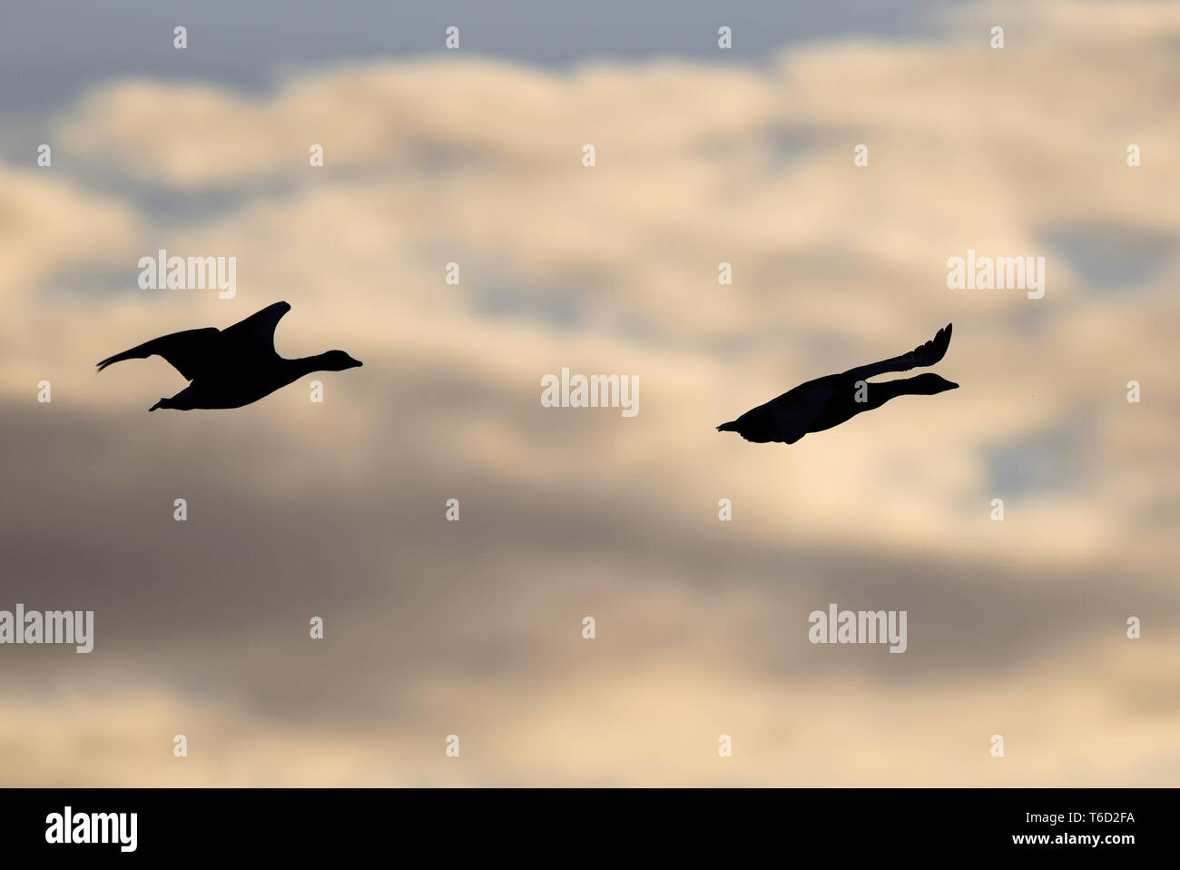 Grey goose wing hi-res stock photography and images - Alamy