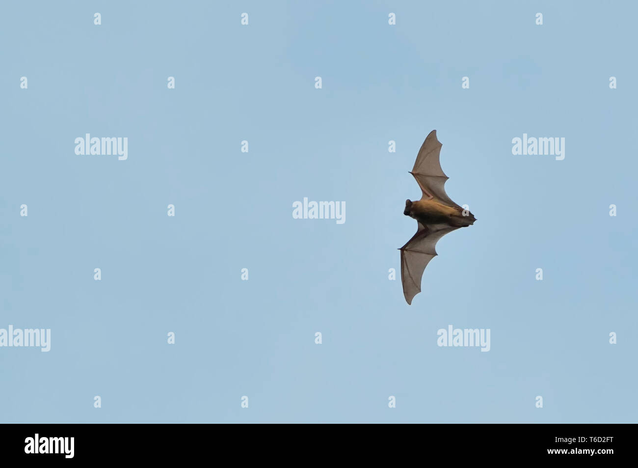 Noctule Nyctalus Noctula High Resolution Stock Photography and Images ...