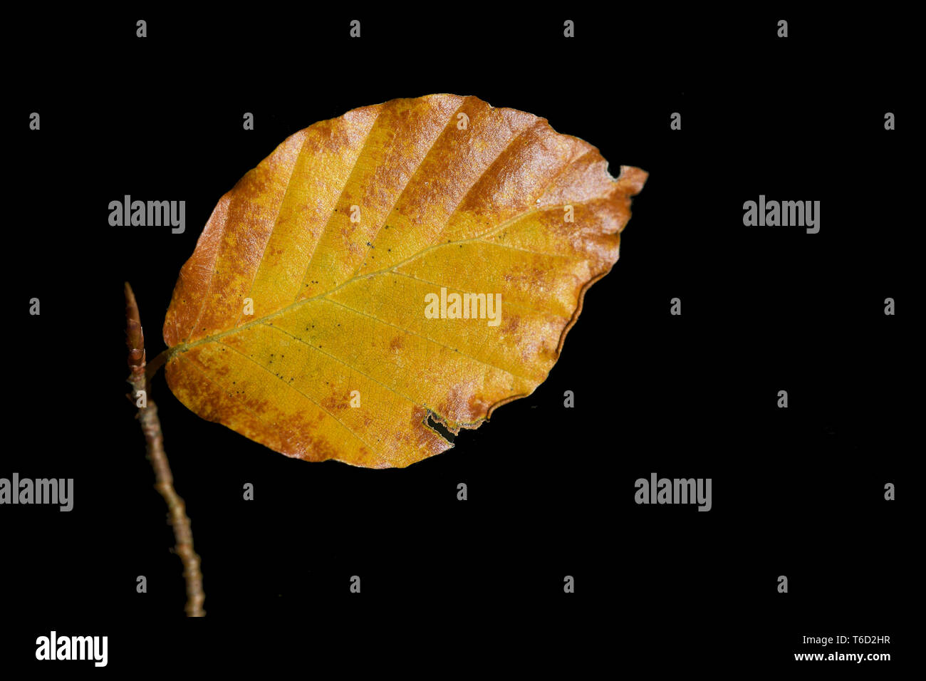Beech leaf in hi-res stock photography and images - Alamy