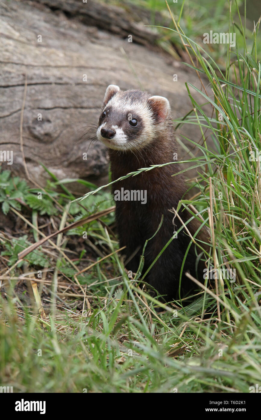 Black Polecat High Resolution Stock Photography and Images - Alamy