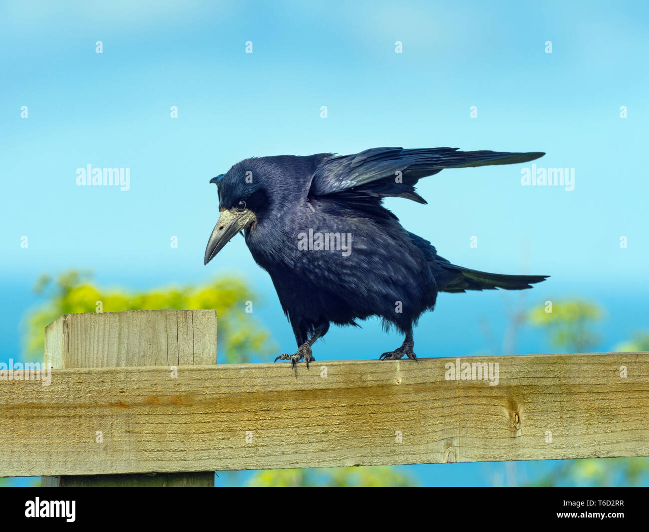 Rook Feeding High Resolution Stock Photography and Images - Alamy