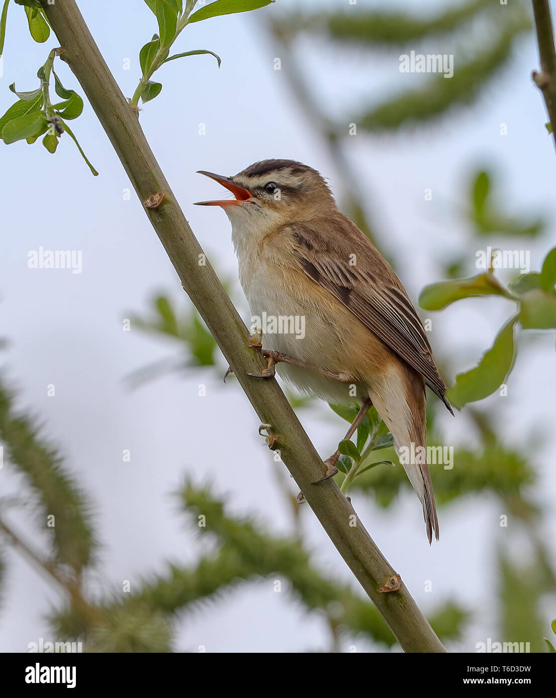 Sedge Warbler (Acrocepphalus schoenobaenus Stock Photo - Alamy