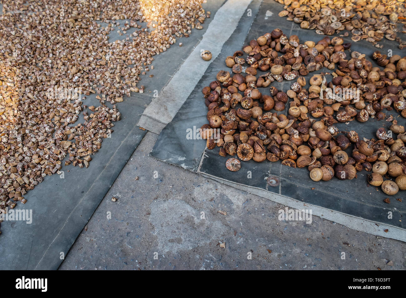 Areca nuts hi-res stock photography and images - Alamy