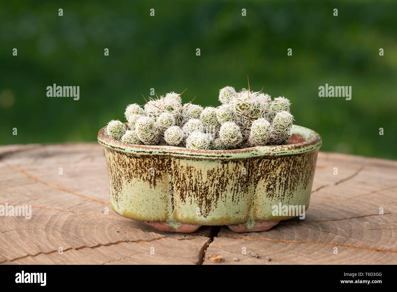 Succulent flower planted in hi-res stock photography and images - Alamy