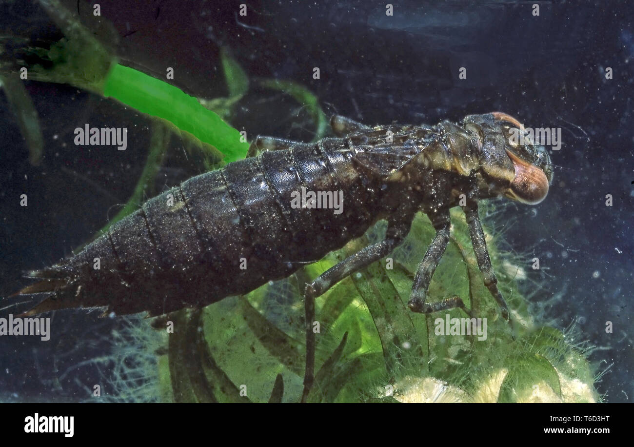 Odonata anisoptera larvae hi-res stock photography and images - Alamy
