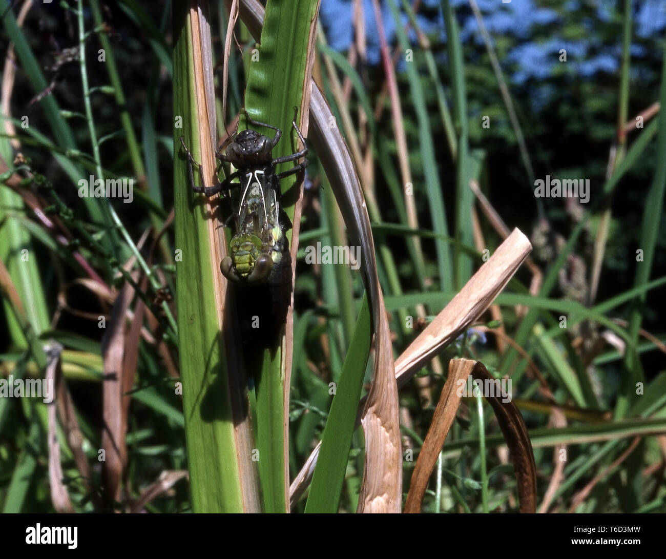 Odonata anisoptera larvae hi-res stock photography and images - Alamy