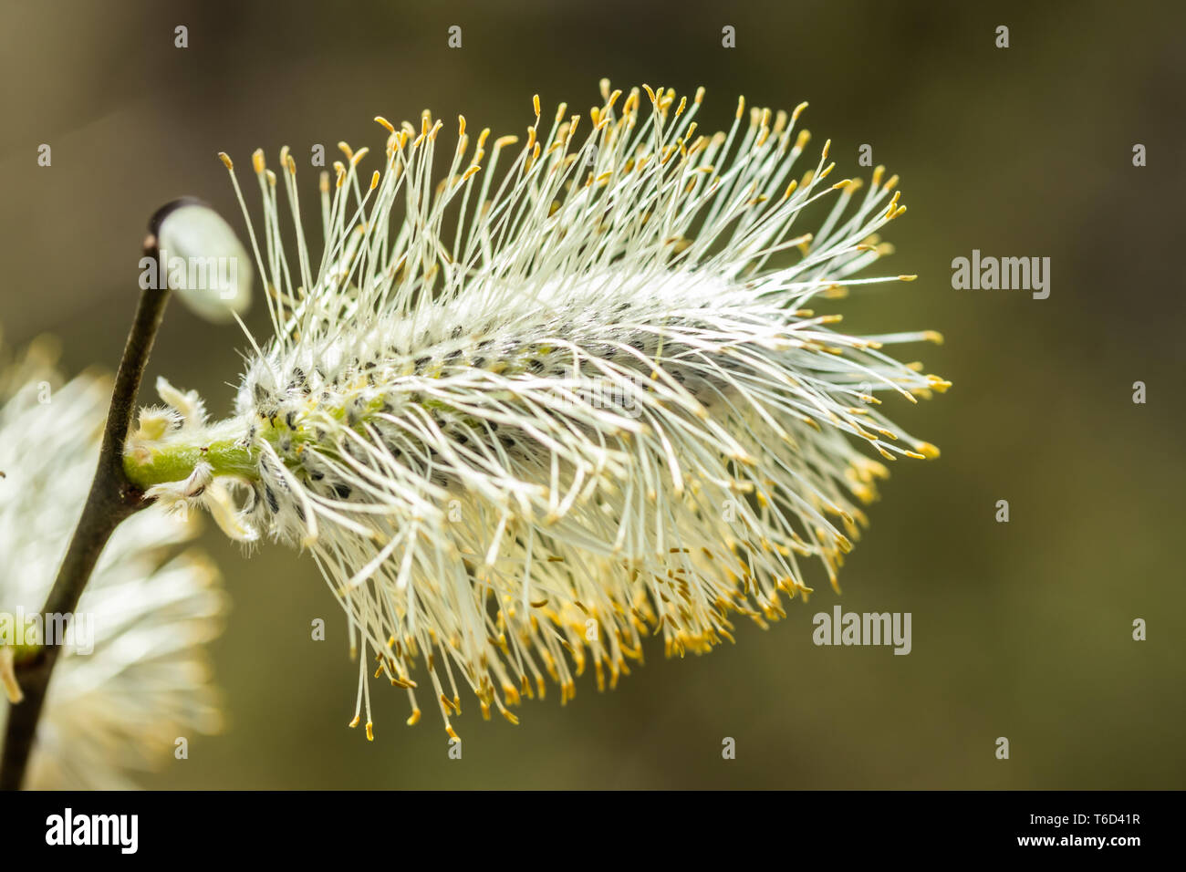Willow - Salix caprea - buds blossoming in spring, Finland Stock Photo ...