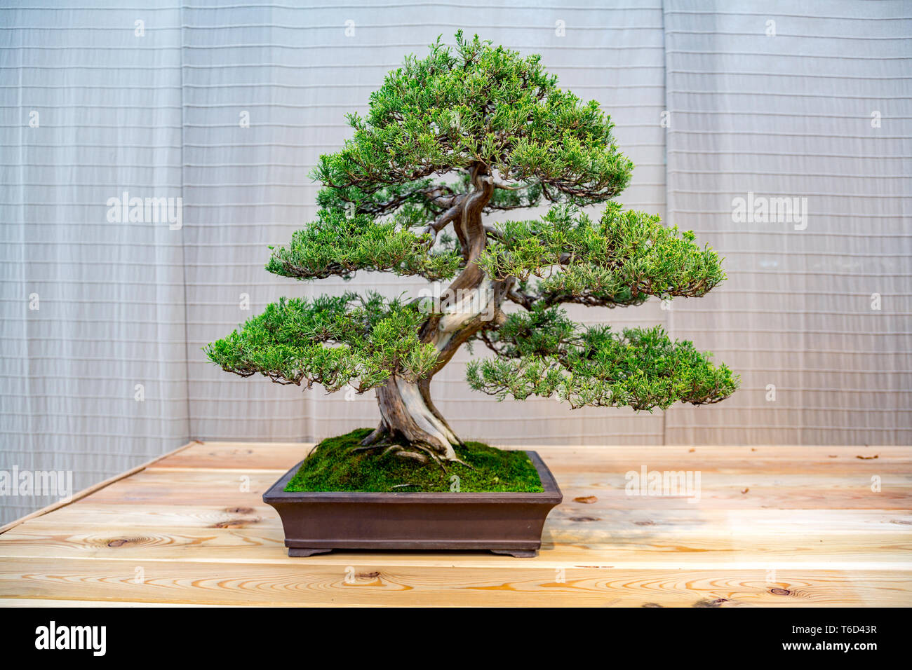 Art of bonsai hi-res stock photography and images - Alamy