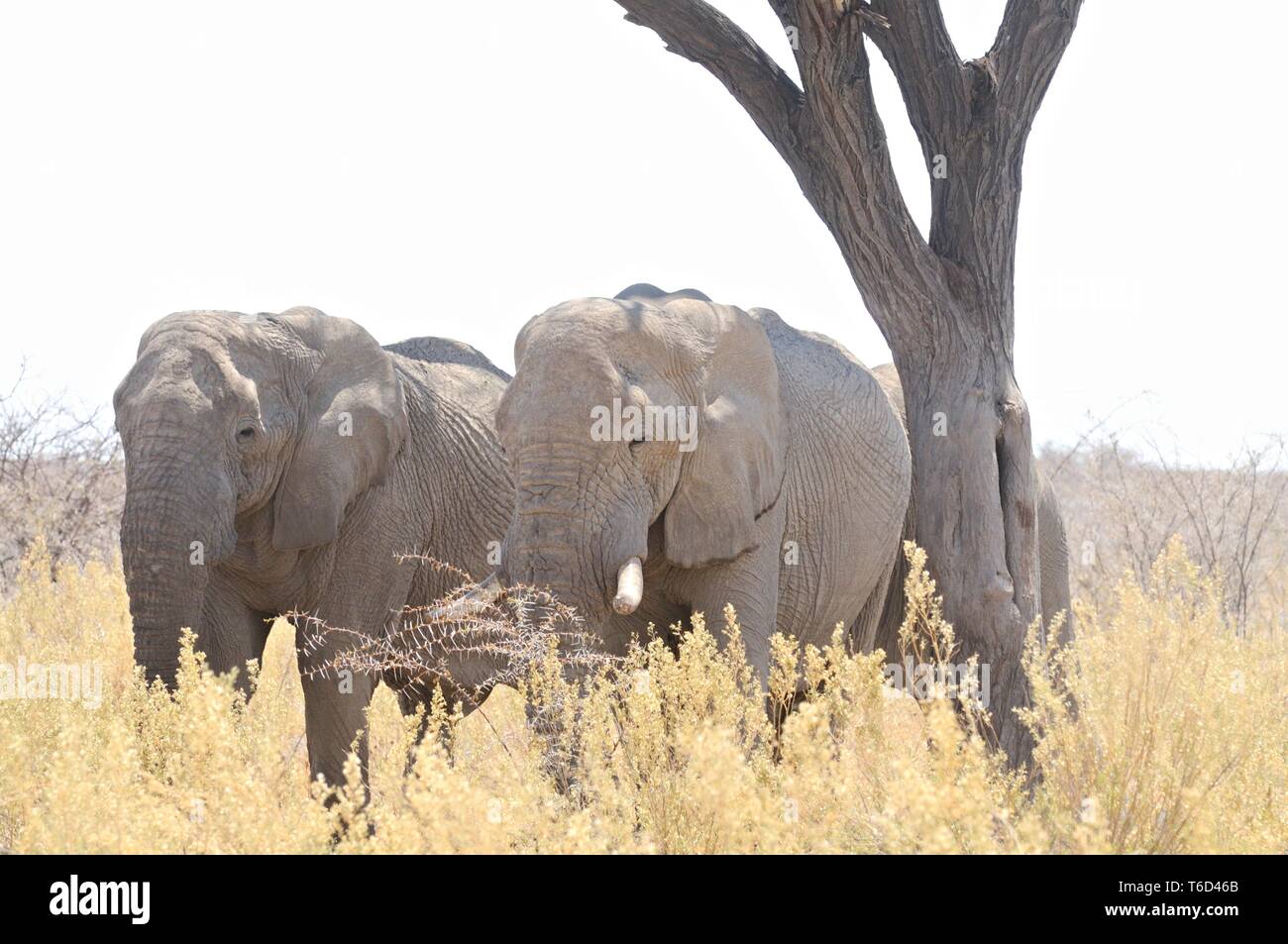Elephants under tree hi-res stock photography and images - Alamy