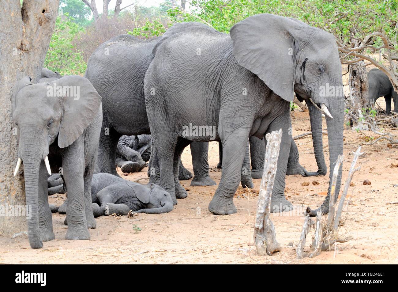 sleeping elephant group Stock Photo - Alamy