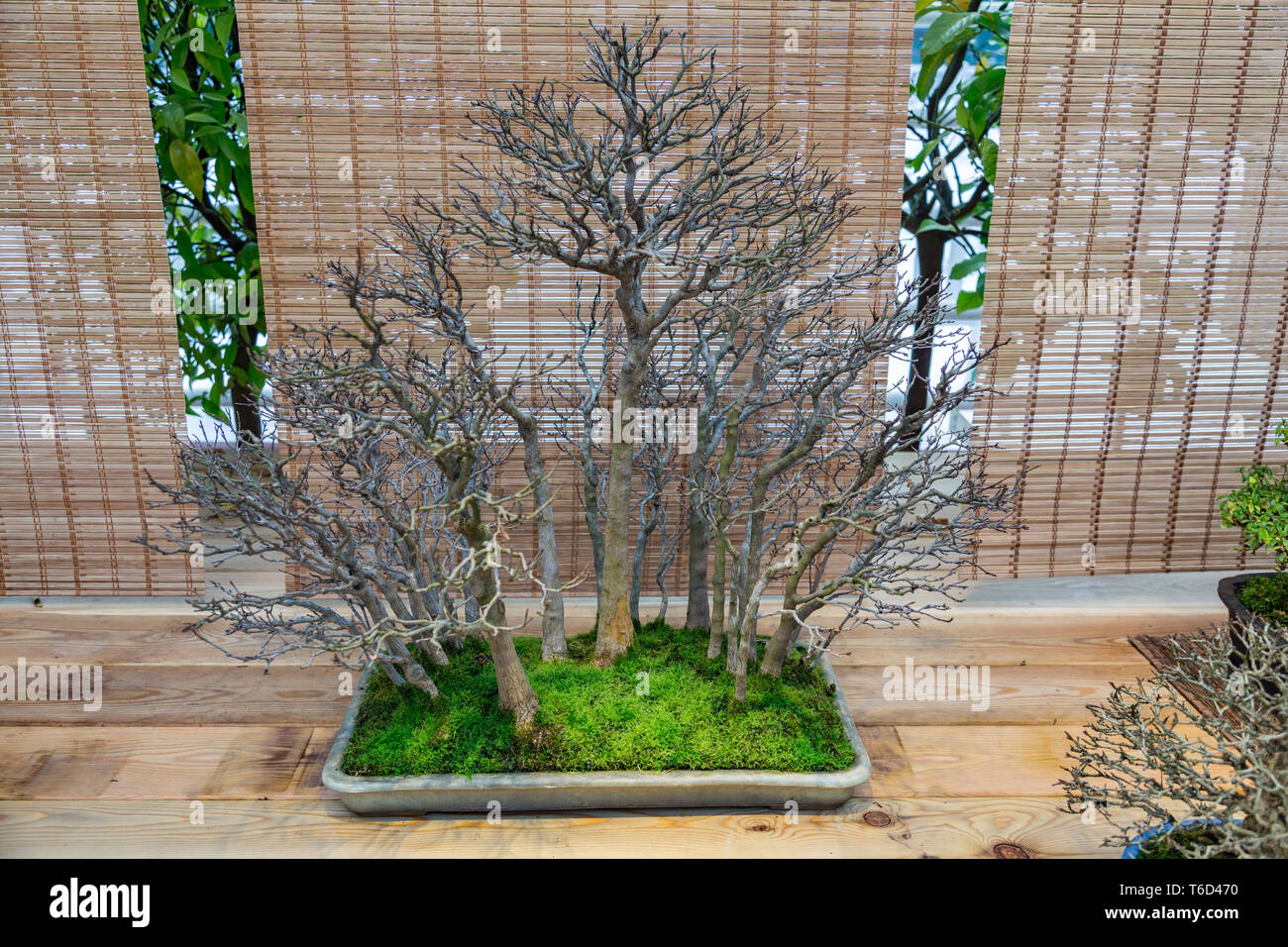Bonsai art japan hi-res stock photography and images - Alamy