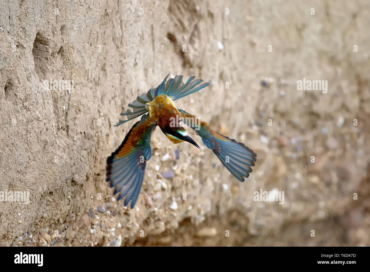 Bee eater in flight hi-res stock photography and images - Alamy