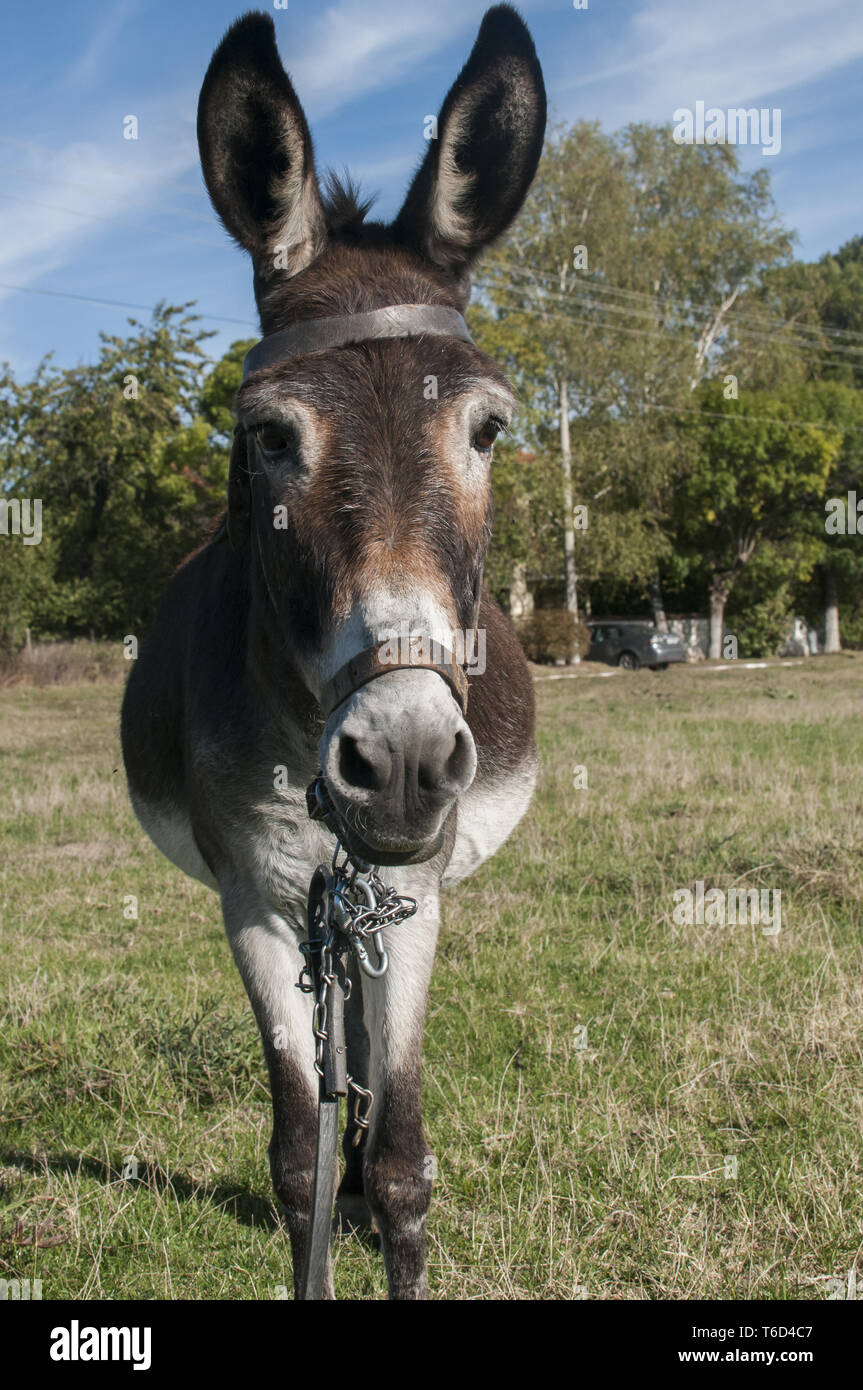 Female donkey hi-res stock photography and images - Alamy